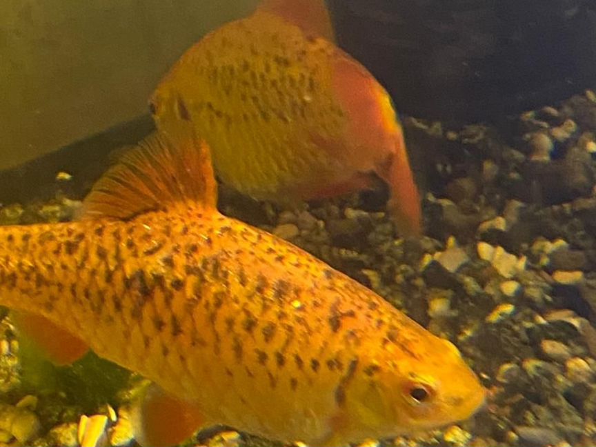 Рыба барбус