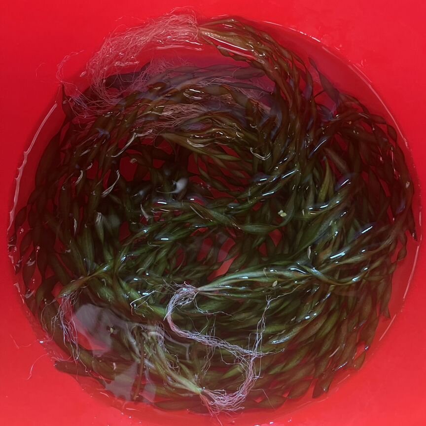 Валиснерия спиральная