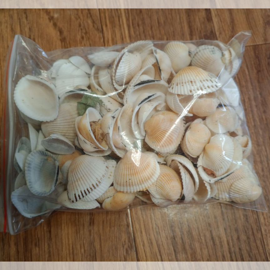 Морские ракушки