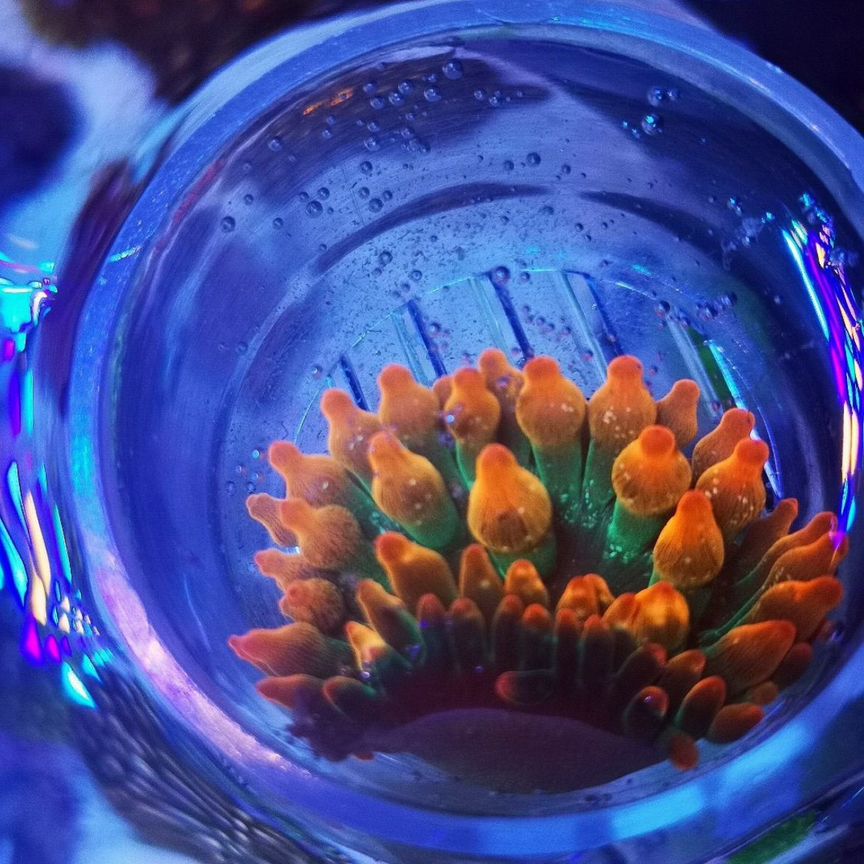 Актиния квадриколор