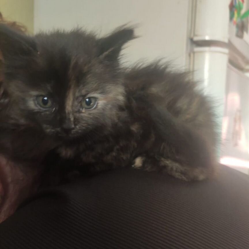 Продам котят