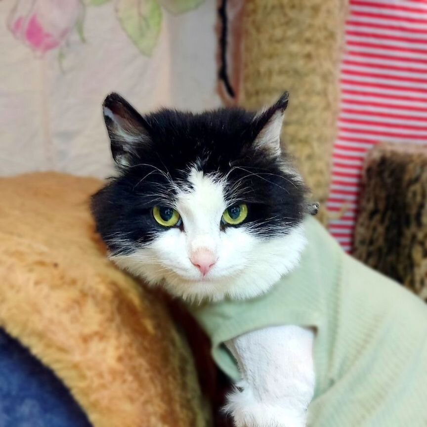 Котик из собачьей будки ищет уют в доме