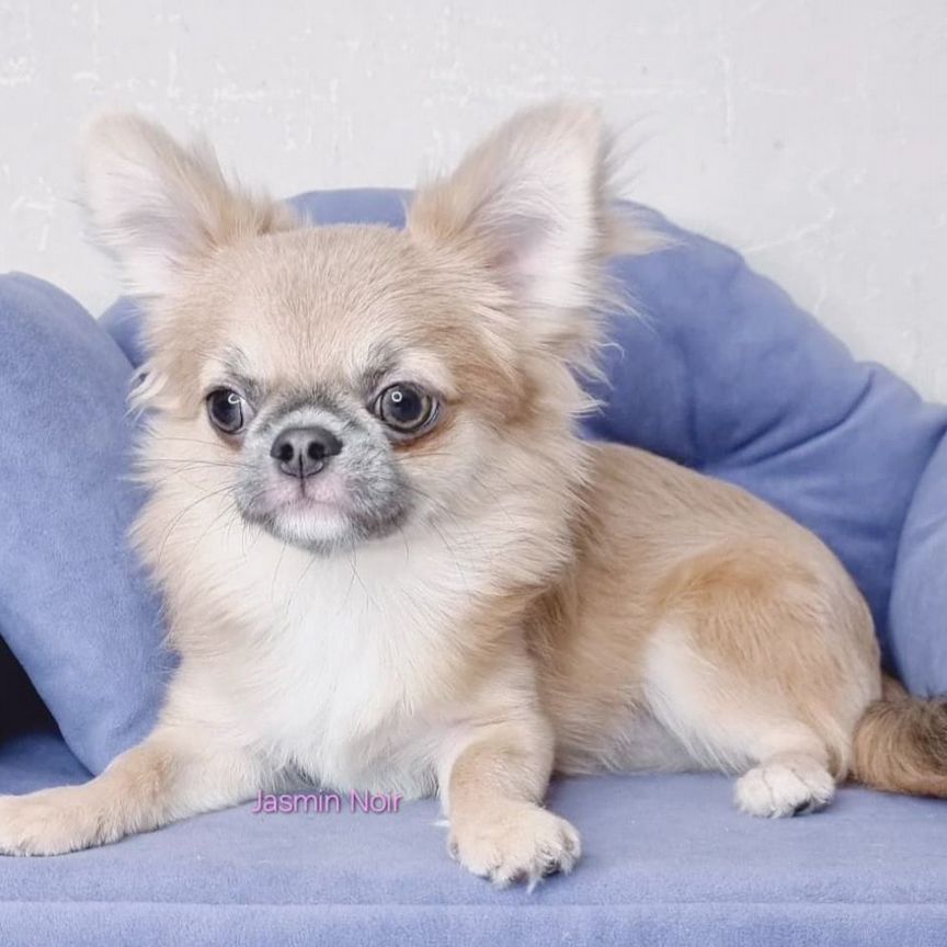 Чихуахуа мини мальчик