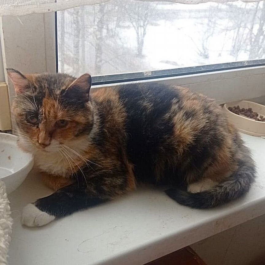 Кошка трехцветная со сложной судьбой