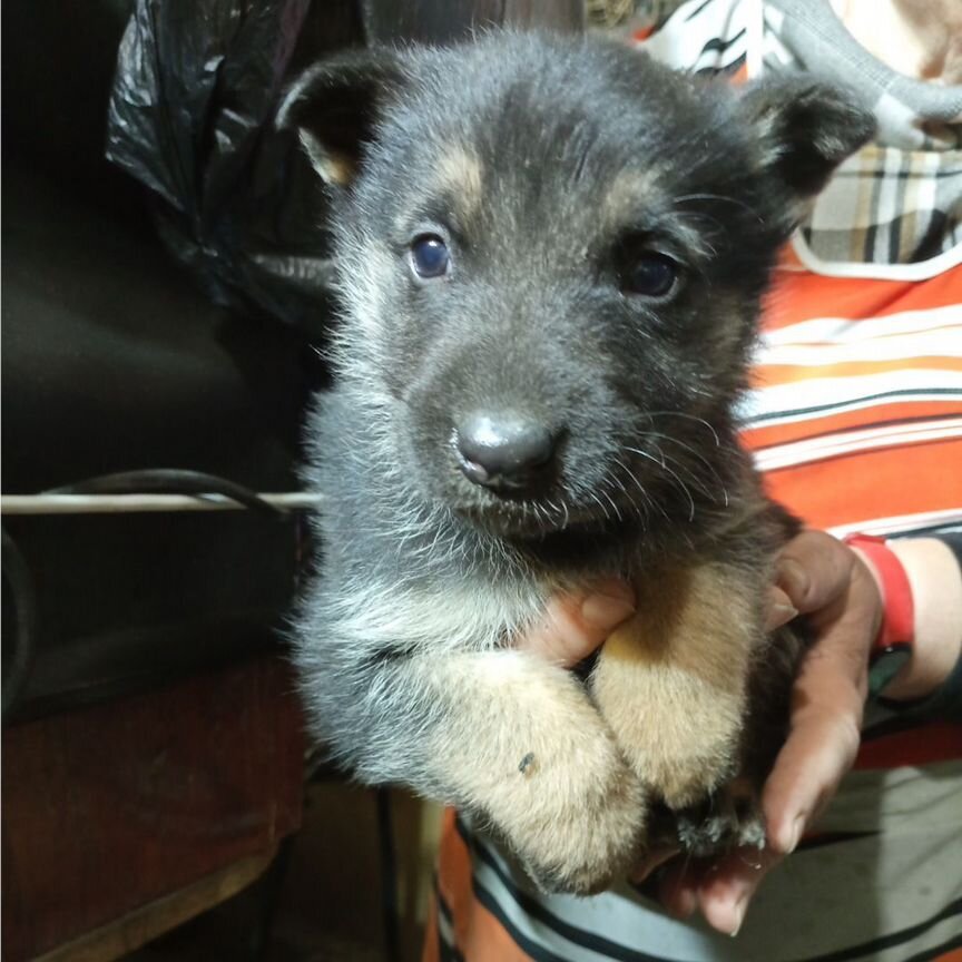 Щенки немецкой овчарки