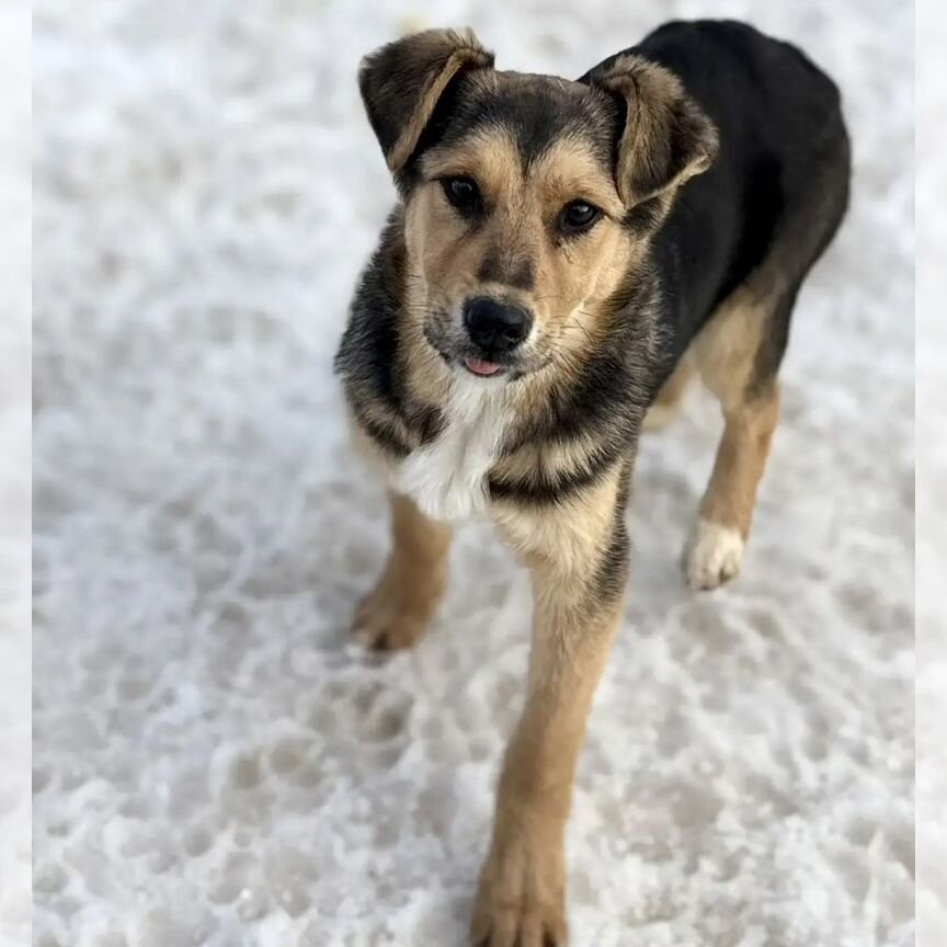 Щенок в добрые руки