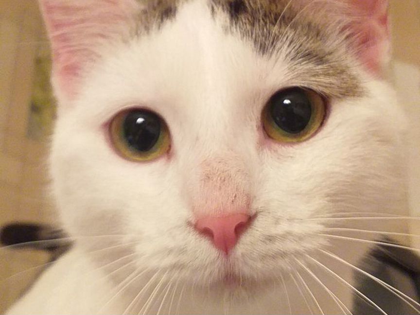 Кошечка Беляшик