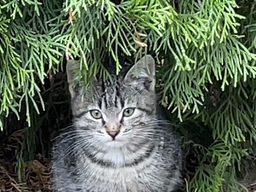 Котята в добрые ручки