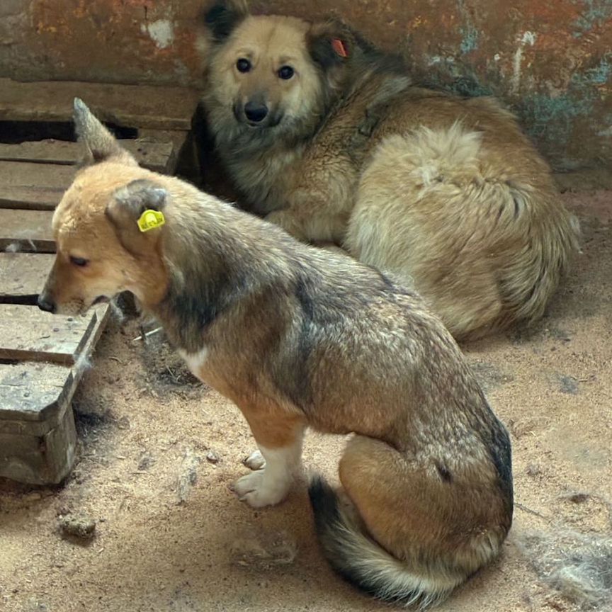 Коротколапики бесплатно