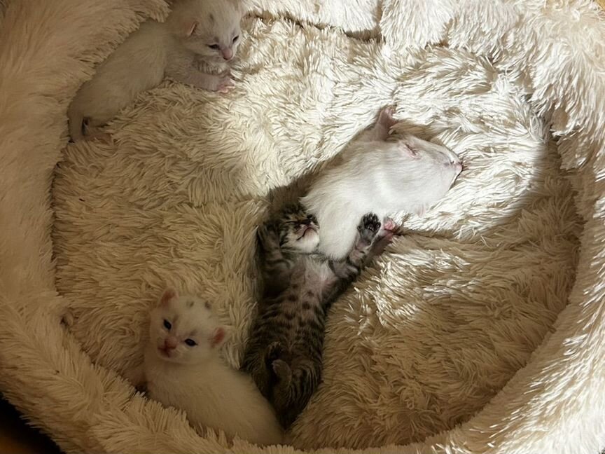 Котята ищут заботливых родителей