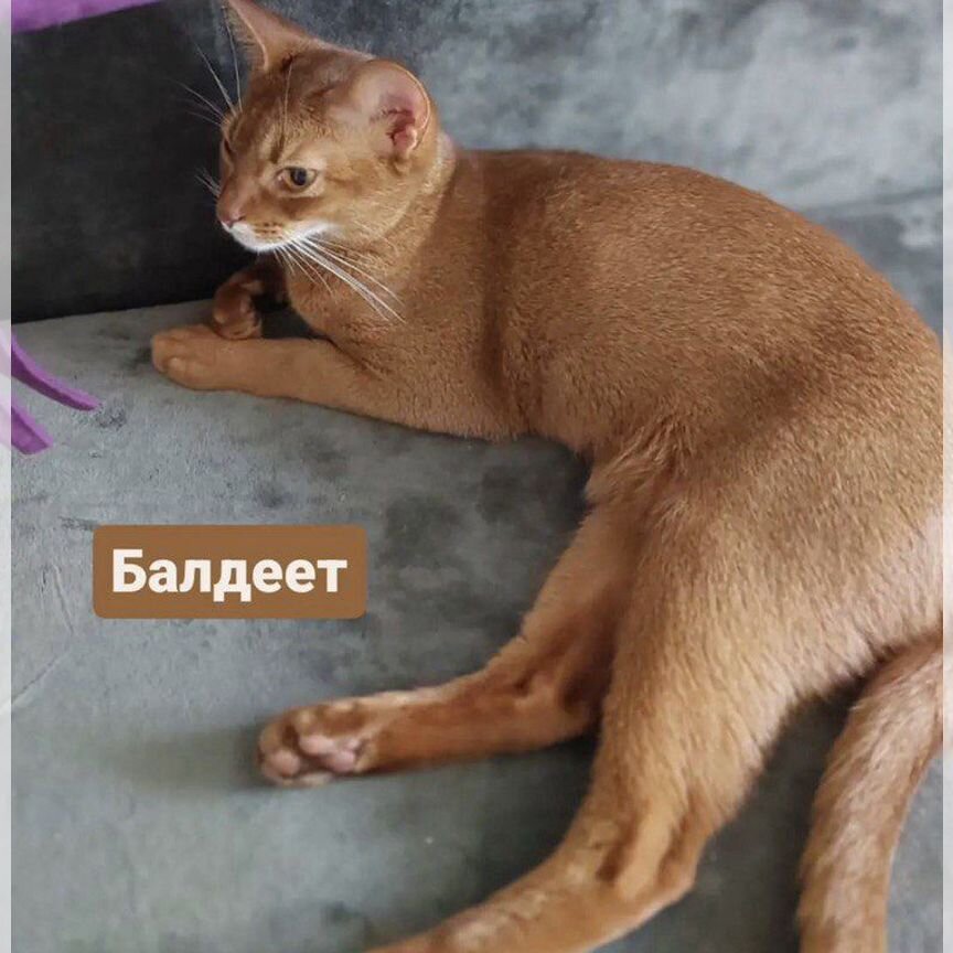 Абиссинская, взрослая кошка