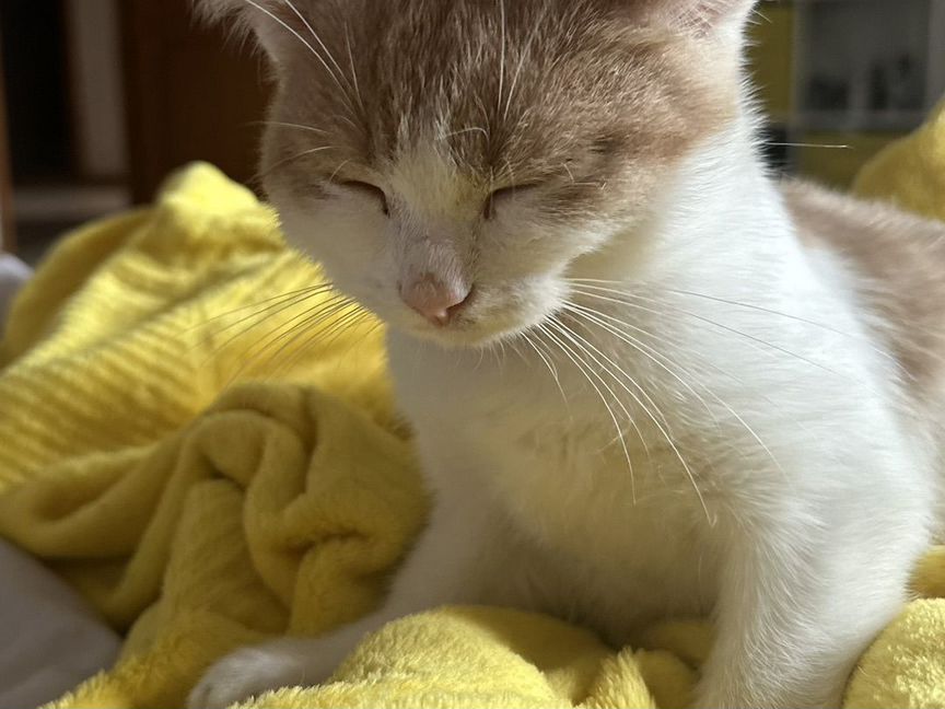 Котенок Персик