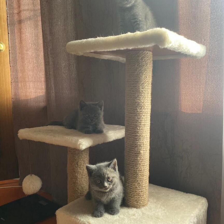 Котята
