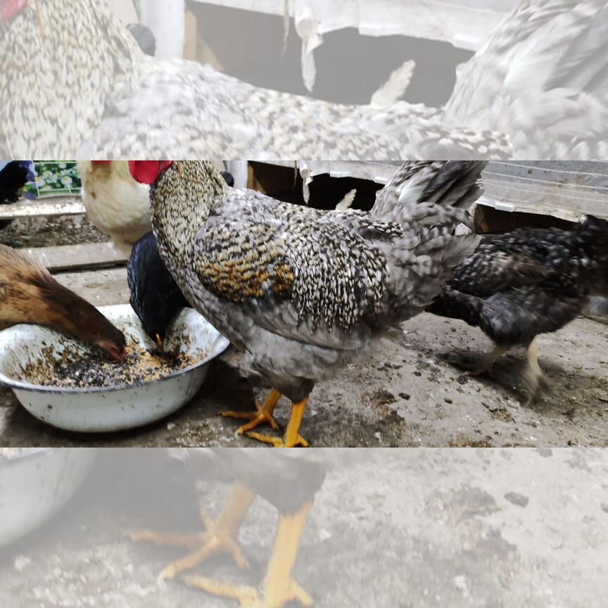 Молодые петухи