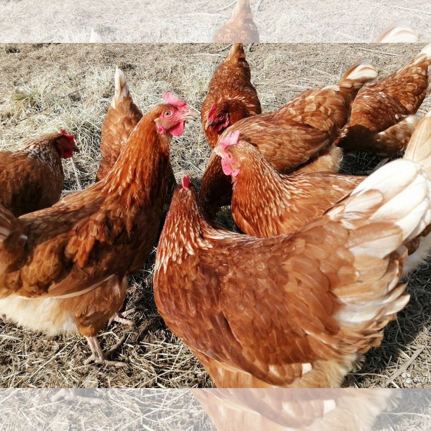 Куры на яйцо