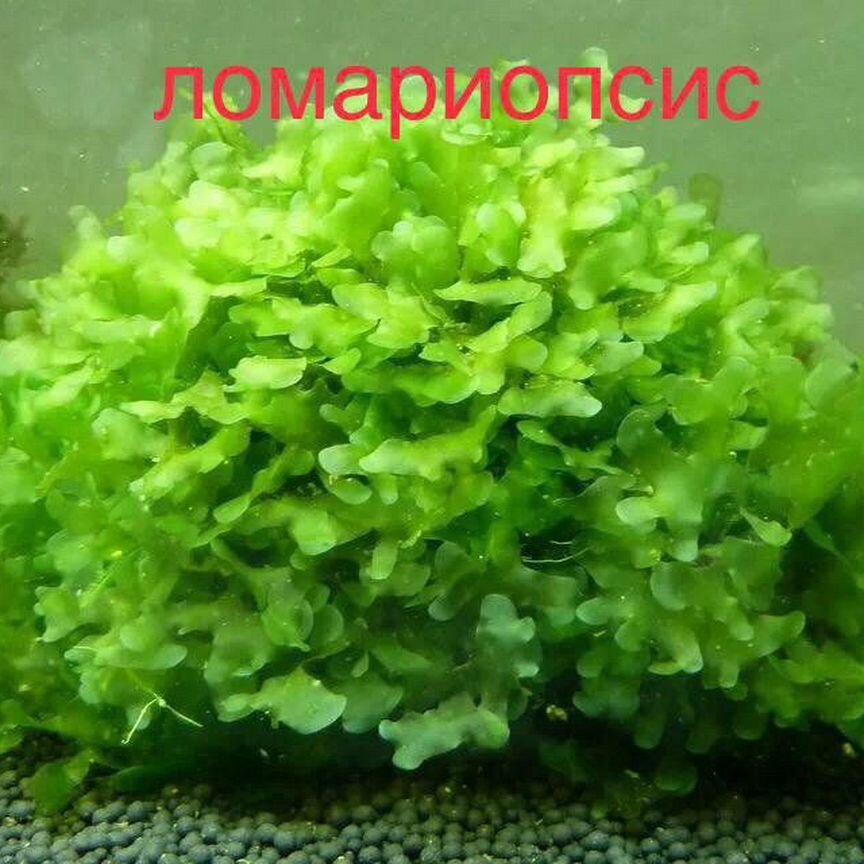 Мох лoмapиoпсис линеата