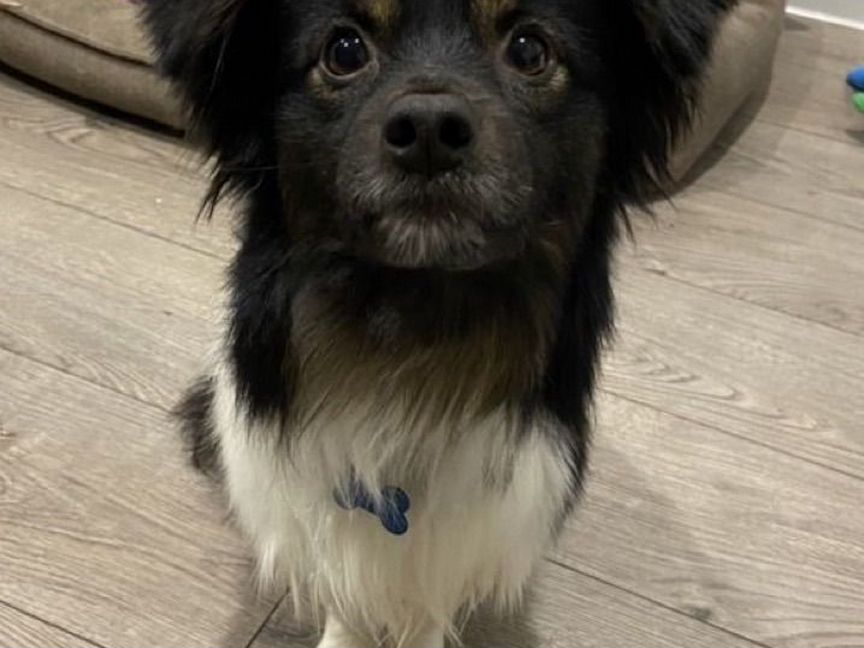 Собака японский хин в добрые руки