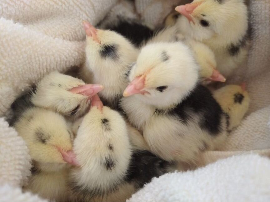 Леггорн долматинец цыплята