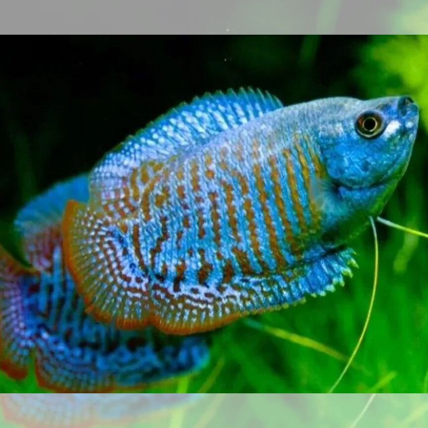 Лялиус неоновый - голубой в красную полоску