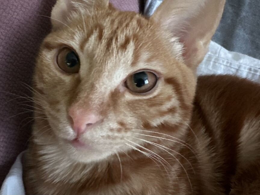 Кошечка-девочка, только ответственным