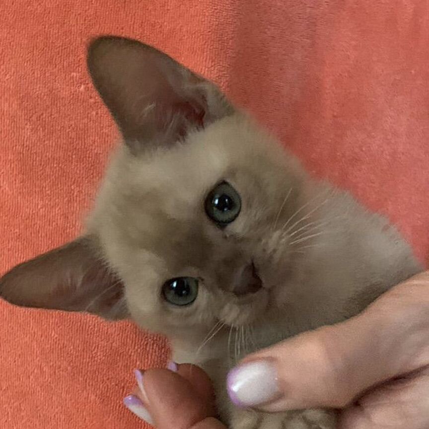 Бурманские котята