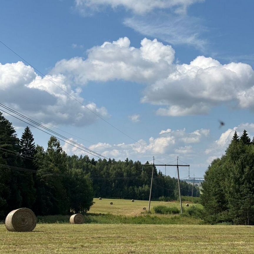 Корм для животных