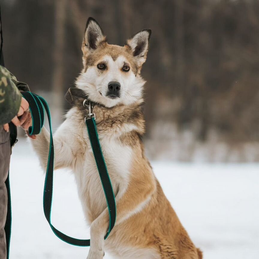 Красотка Белла в добрые руки