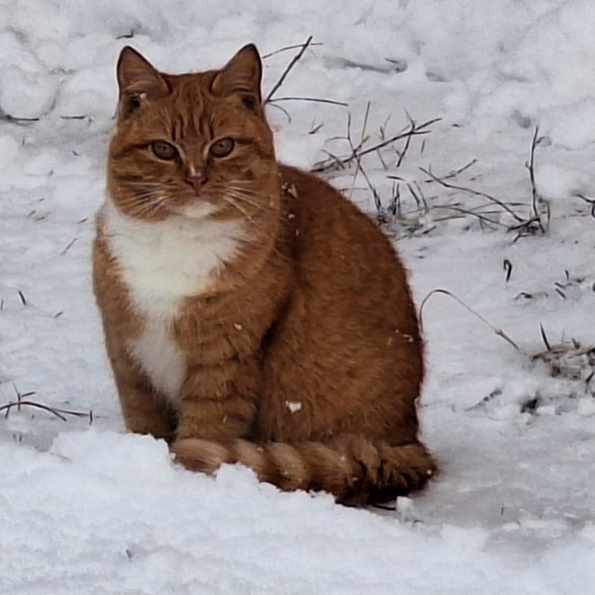 Рыжая кошечка