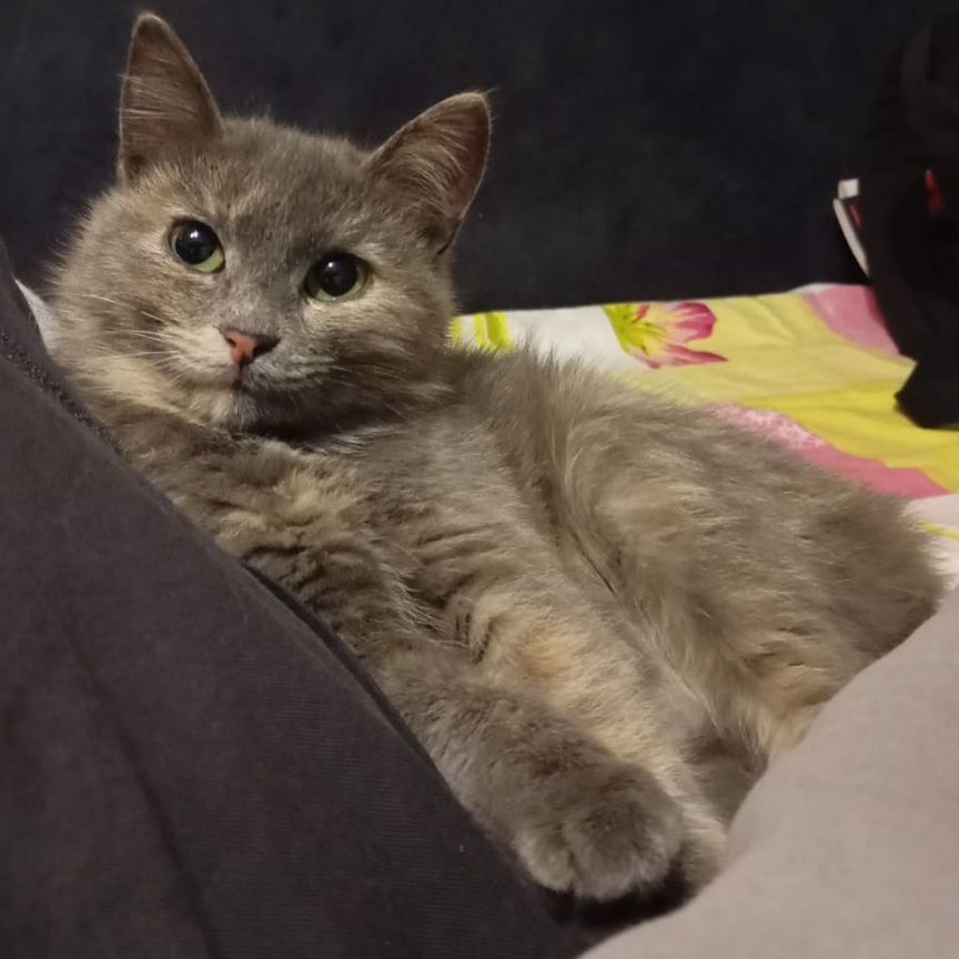 Котенок в добрые руки