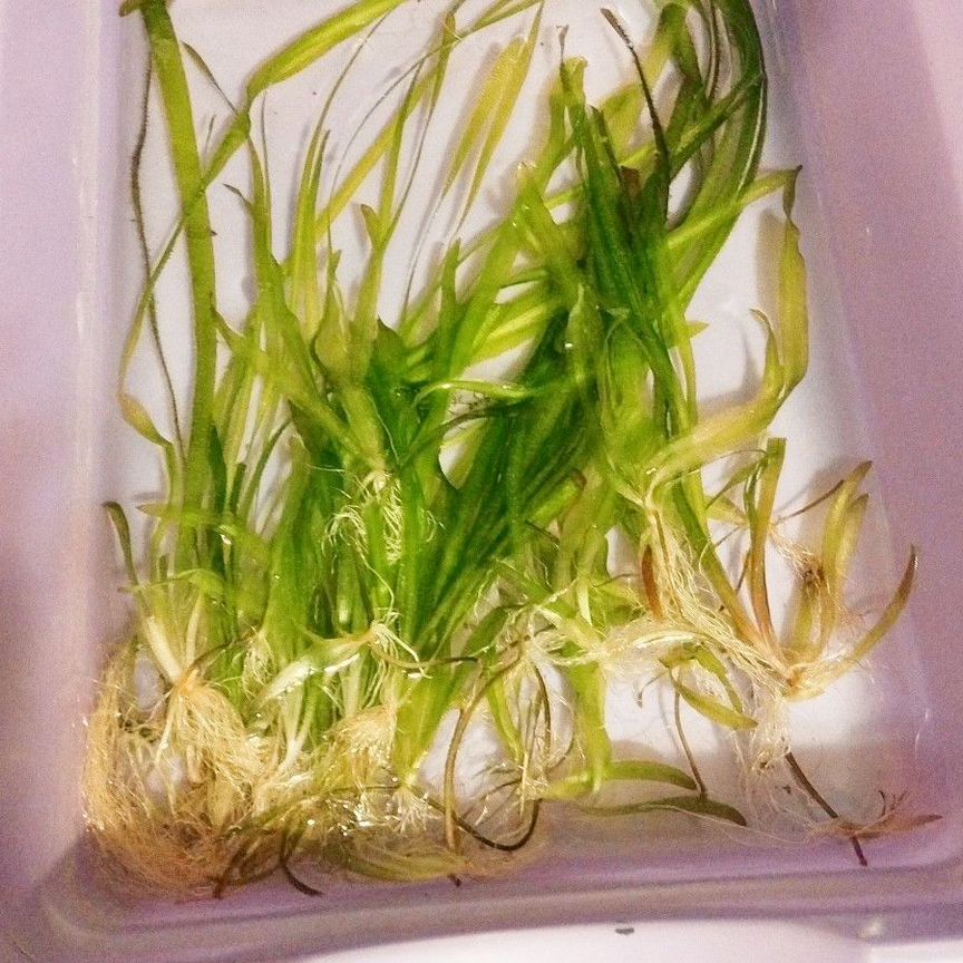 Валлиснерия гигантская