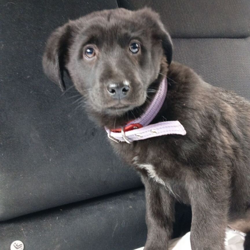 Красивый щенок в добрые руки