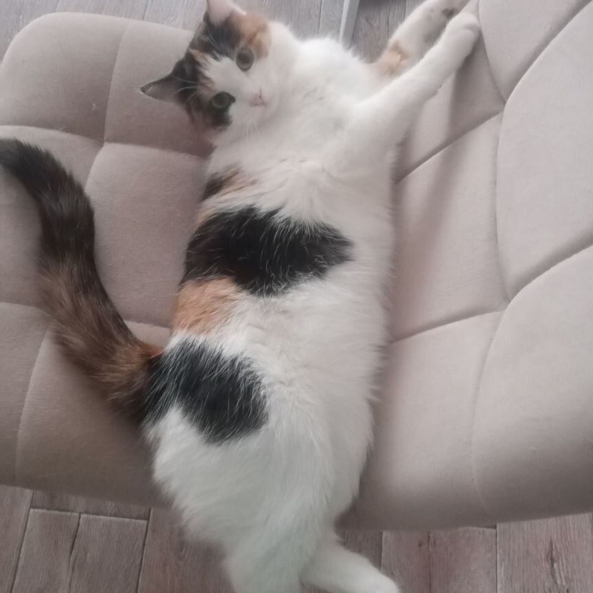 Кошка ждёт кота