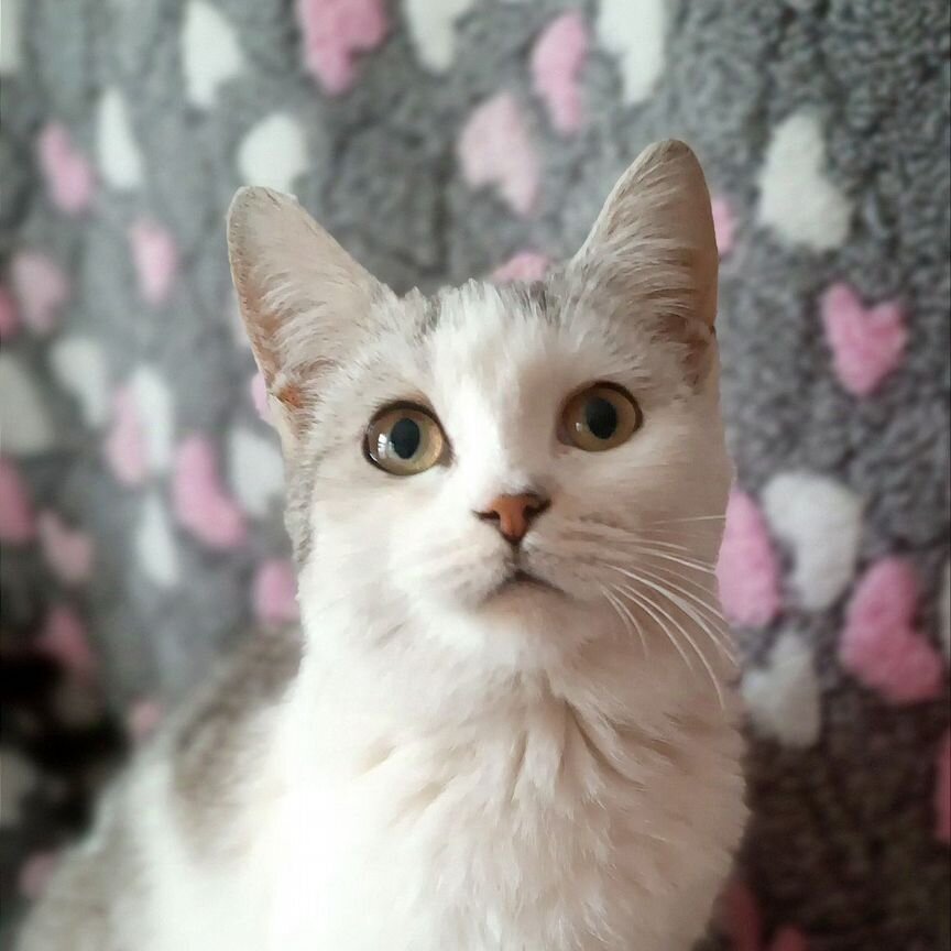 Милый котёнок