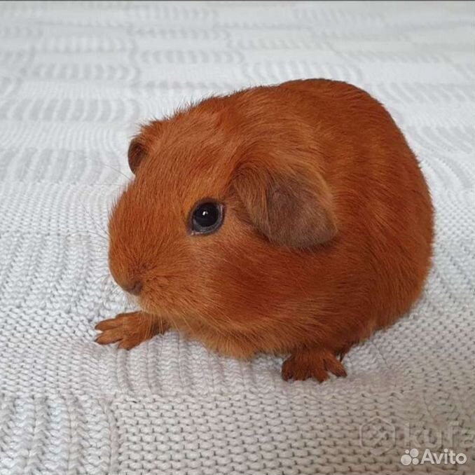 Морская свинка. Мальчик