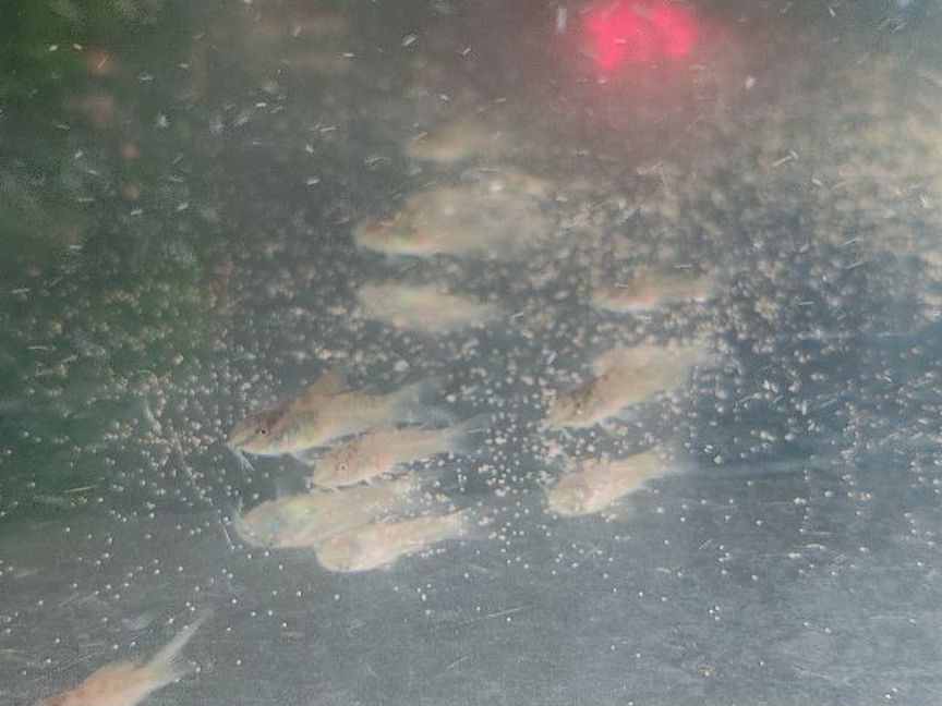 Сомики коридорасы