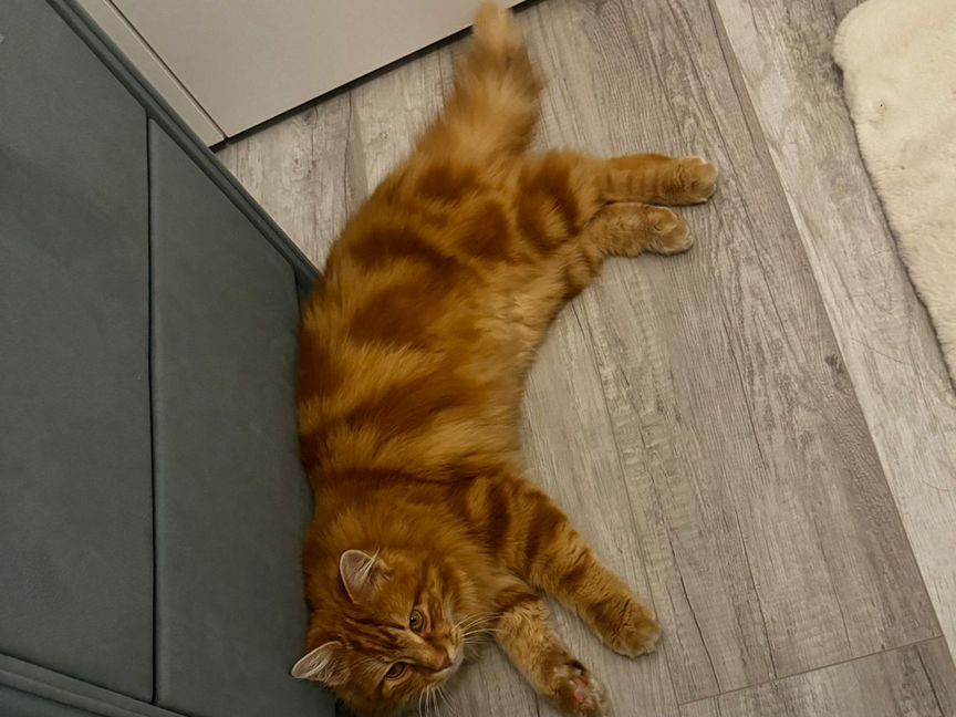 Кот Анатолич в добрые руки