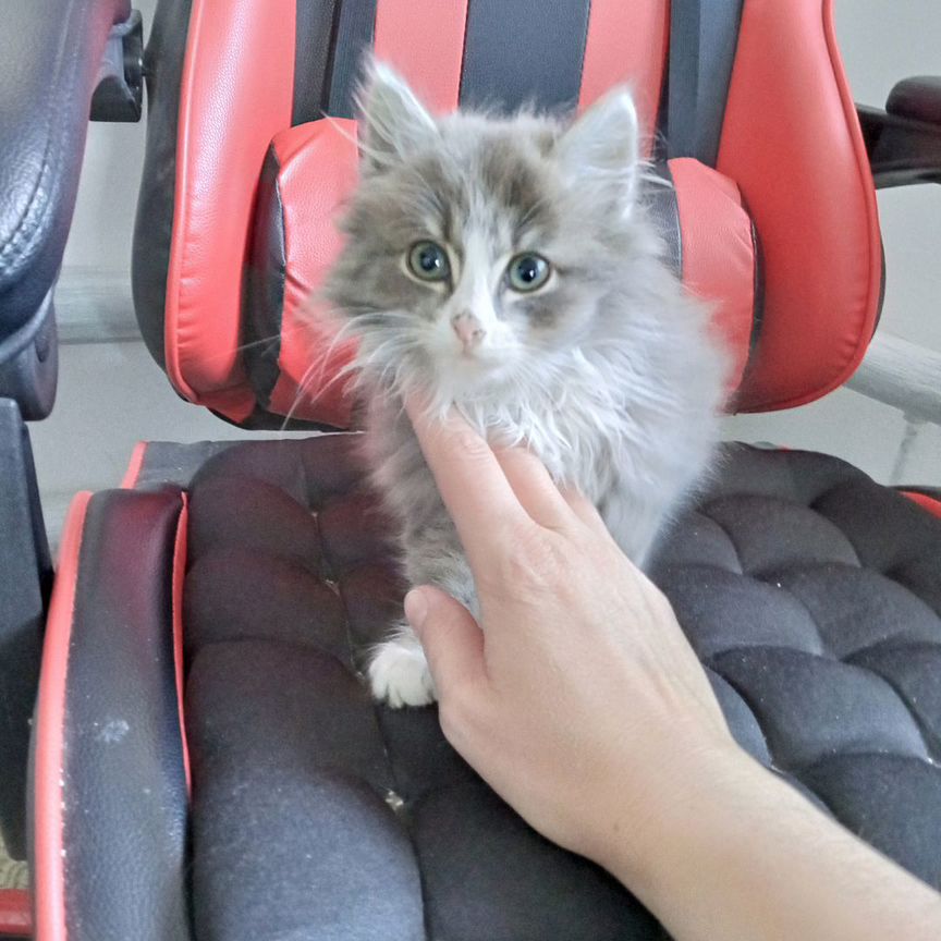 Котенок в добрые руки