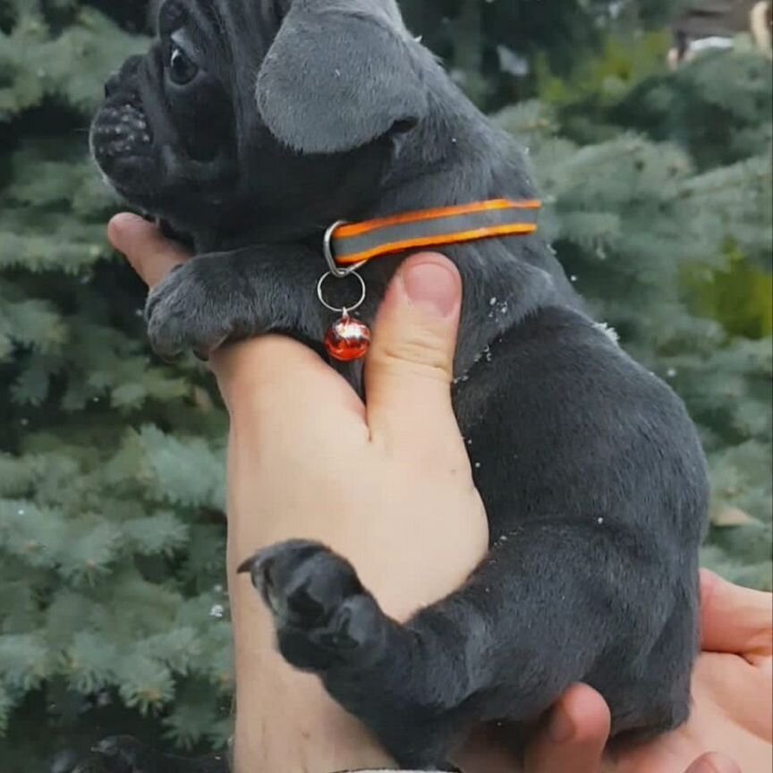 Девочка голубая щенок