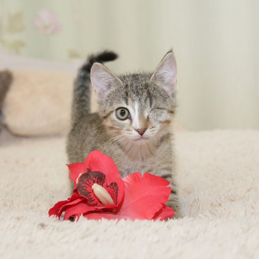 Мусенька ласкушенька 3 месяца в добрые руки