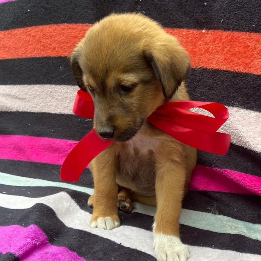 Рыжий щеночек Лея в дар
