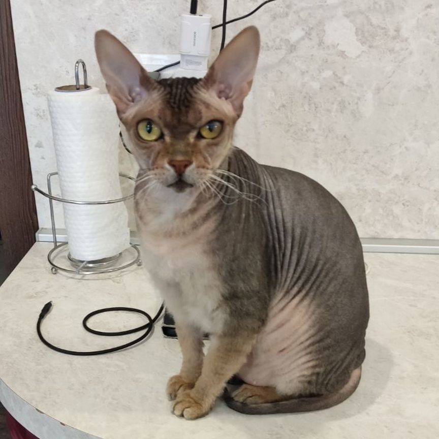 Взрослая, кошка в добрые руки