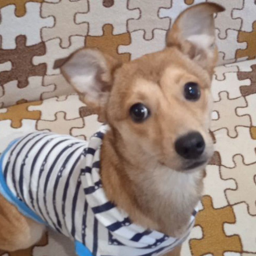 Щенок в добрые руки