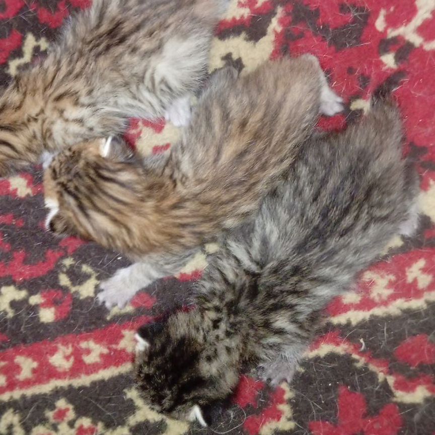 Американский бобтейл длинношёрстный котёнок