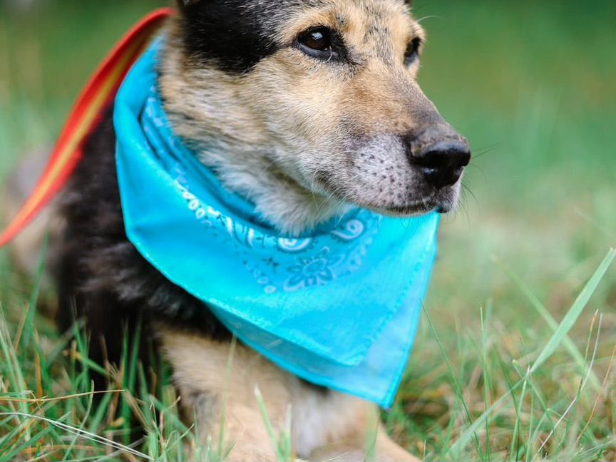 Собака ждет своих хозяев в приюте