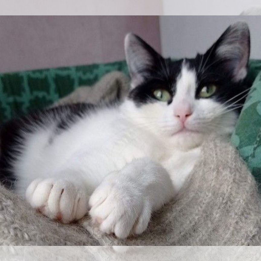 Котенок кошечка