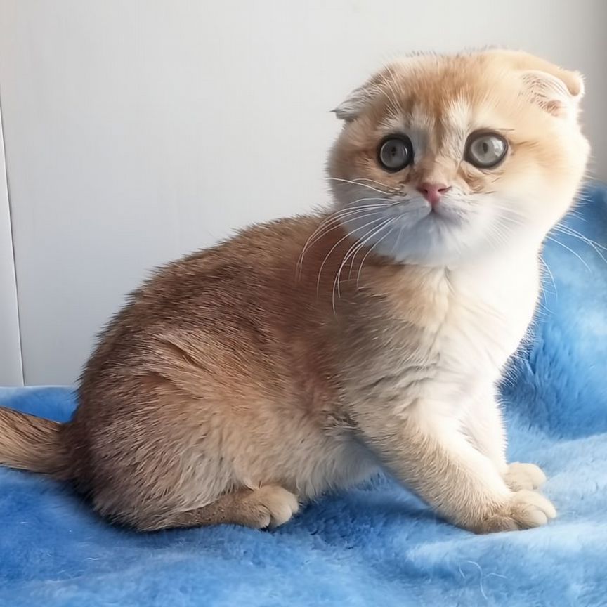 Шотландский вислоухий короткошёрстный котёнок