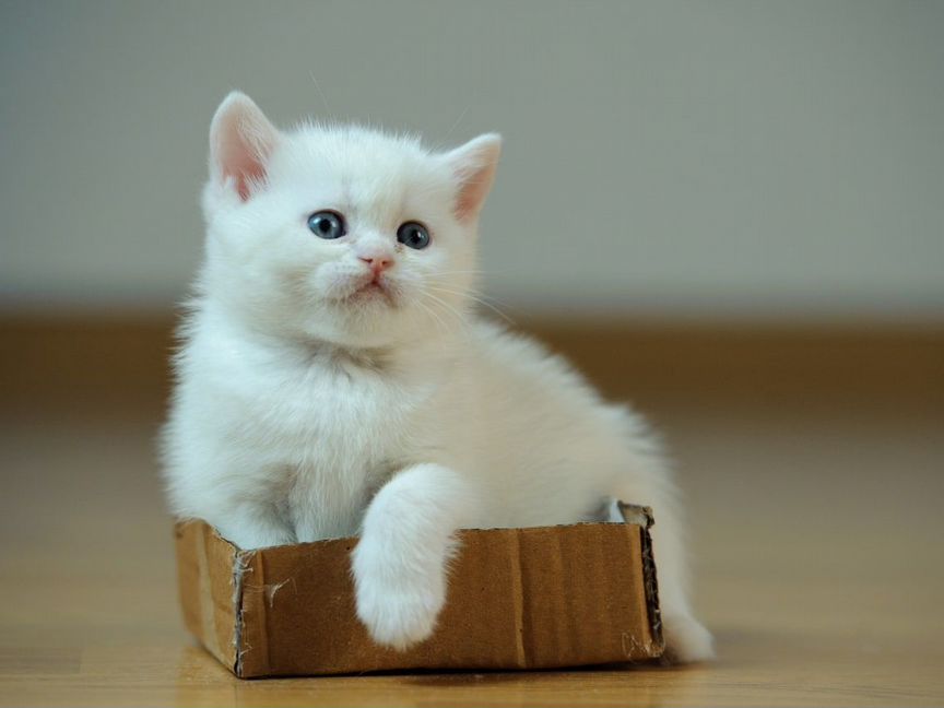 Шотландские котята