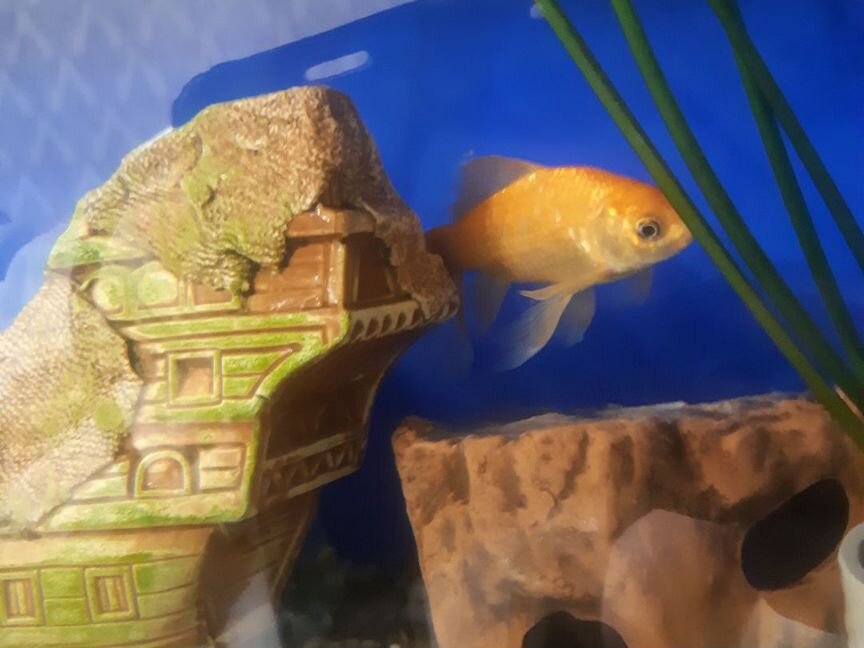 Золотая рыбка