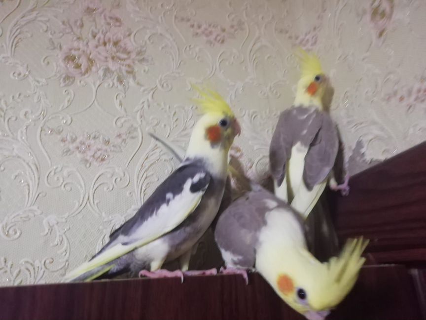 Птенец попугая Корелла