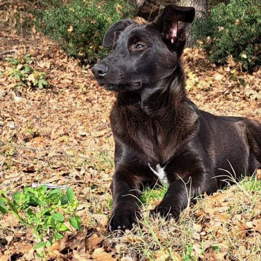 Щенки будут большие